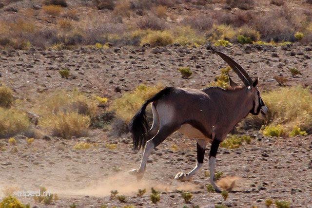 Tankwa Karoo National Park