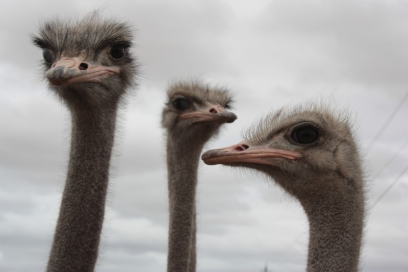 Asselé reisfoto en reisblog